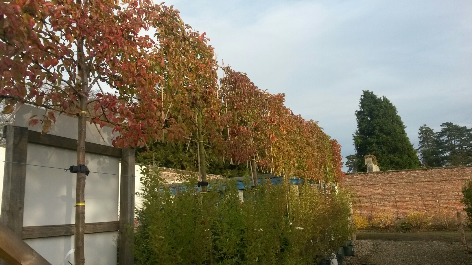 Pyrus Calleryana Chanticleer Pleached