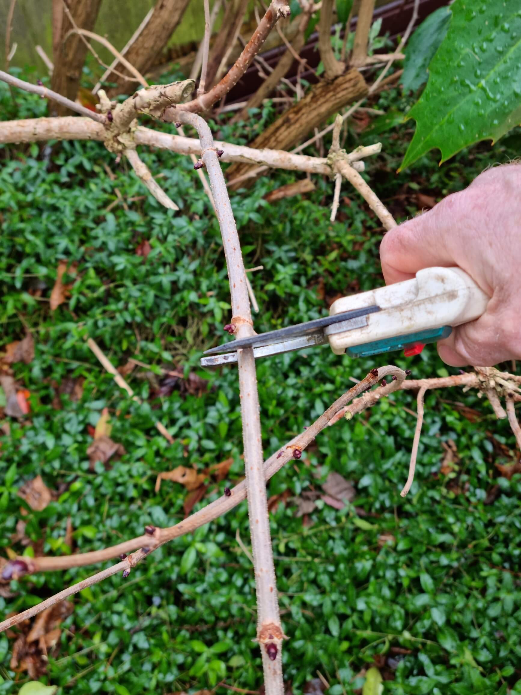 Blog | Pruning Deciduous Shrubs | Wykeham Mature Plants - Wykeham ...