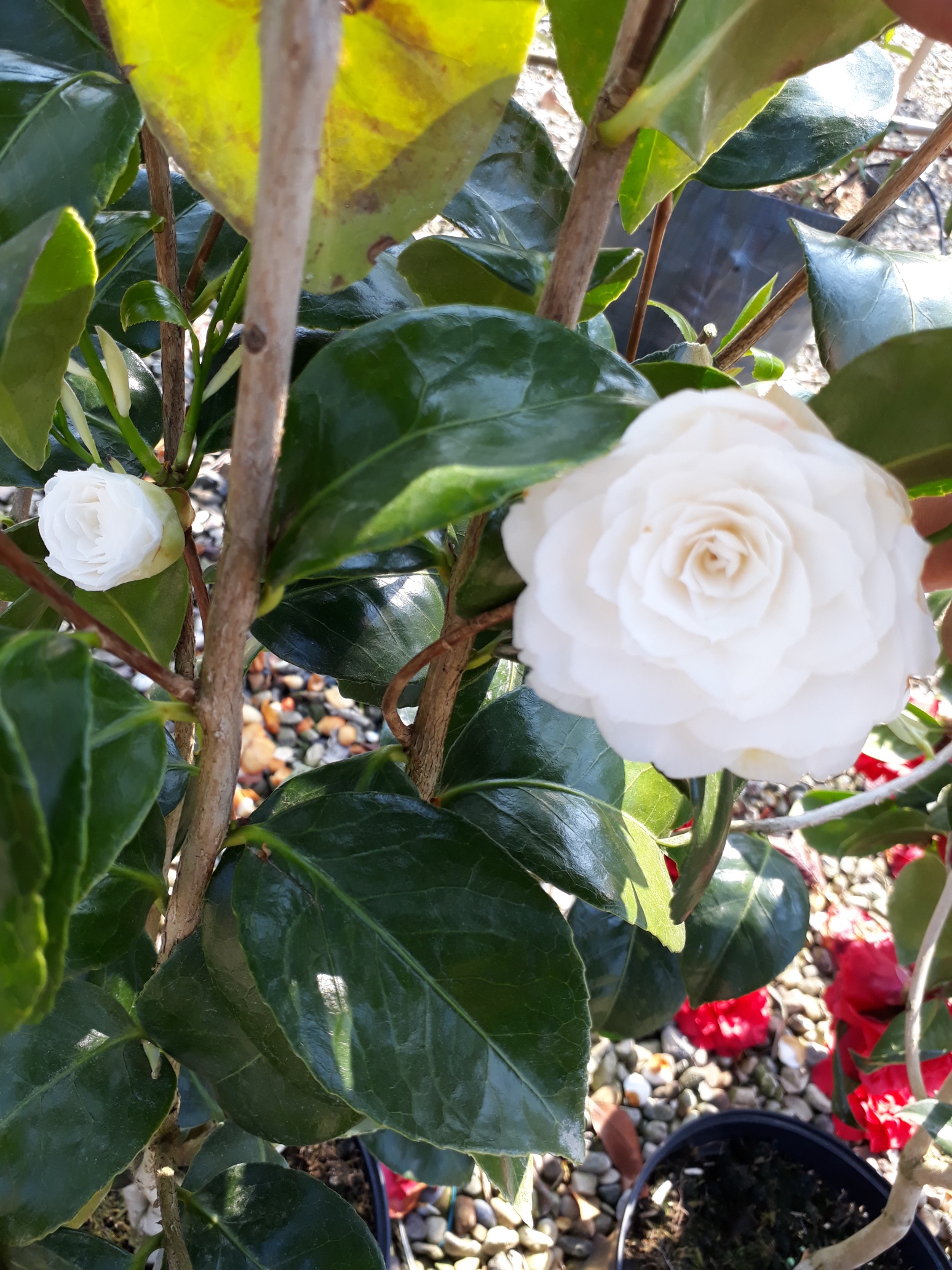 White Camellia Bush