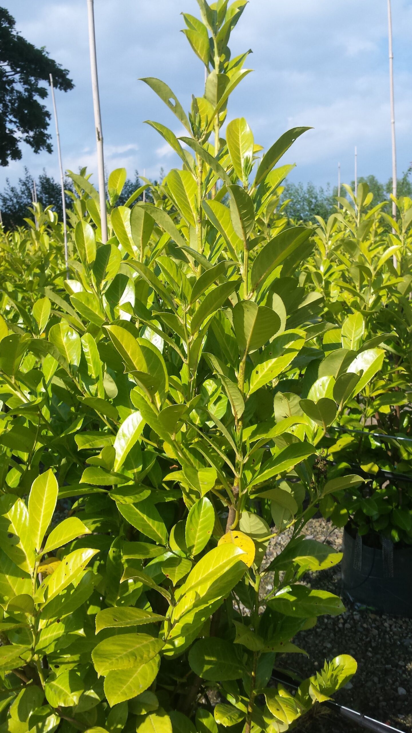 Blog | Late Spring Feeding of Trees and Shrubs | WMP - Wykeham Mature ...