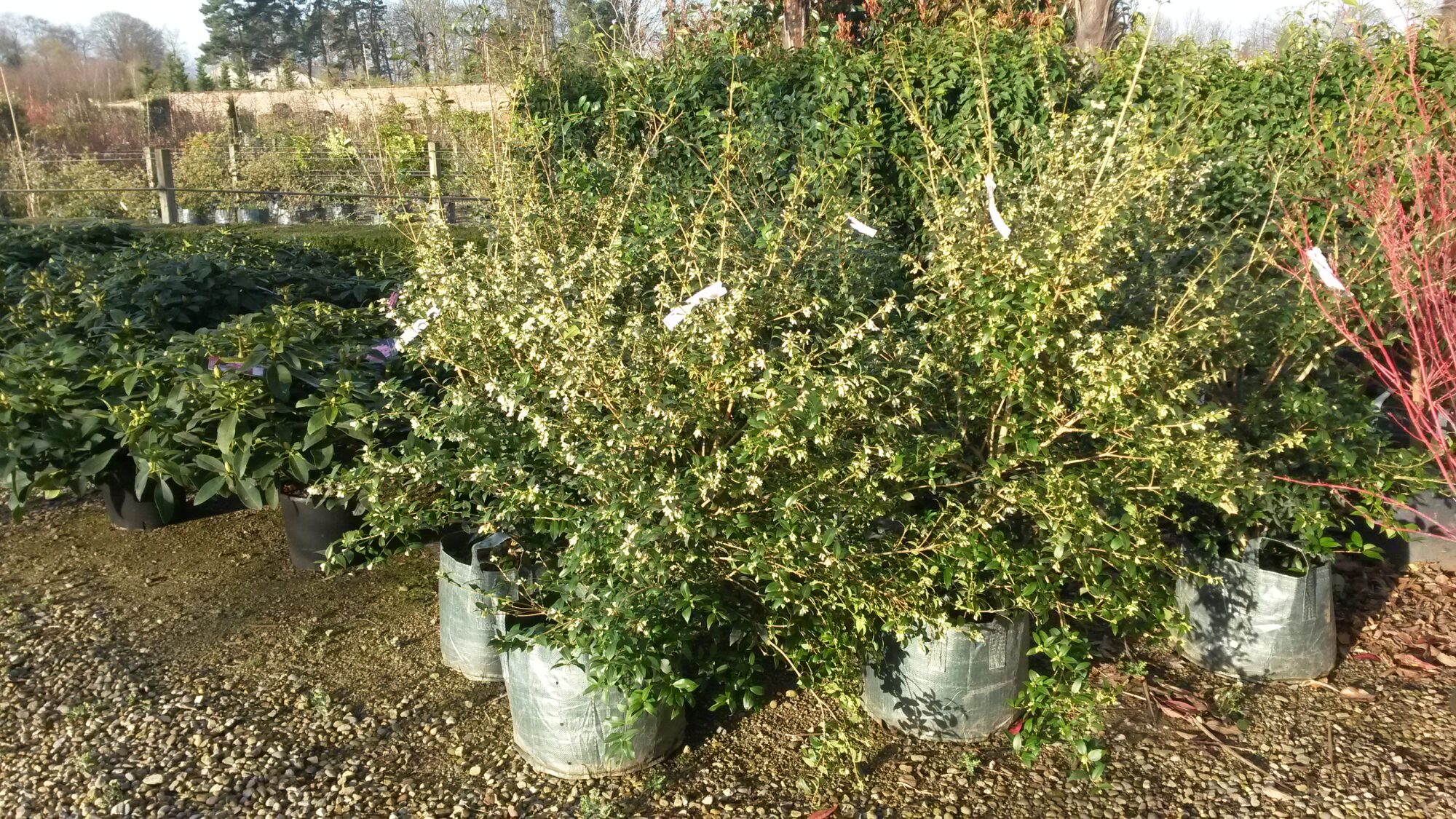 Osmanthus burkwoodii - Wykeham Mature Plants